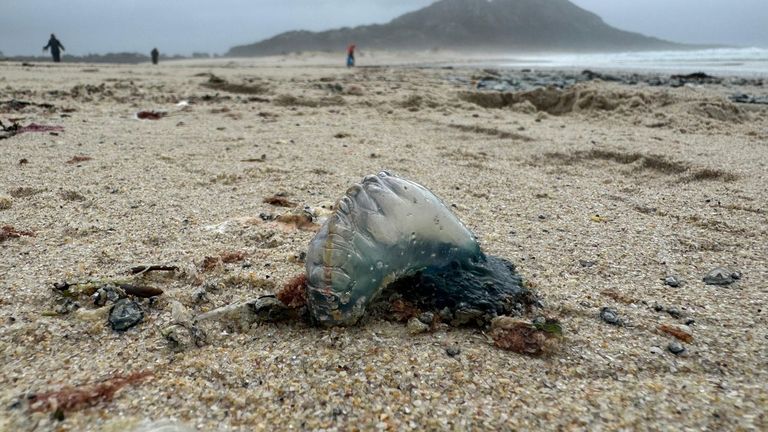 Después de los «veleiriños», llegan a las playas de Muros los caracoles ...
