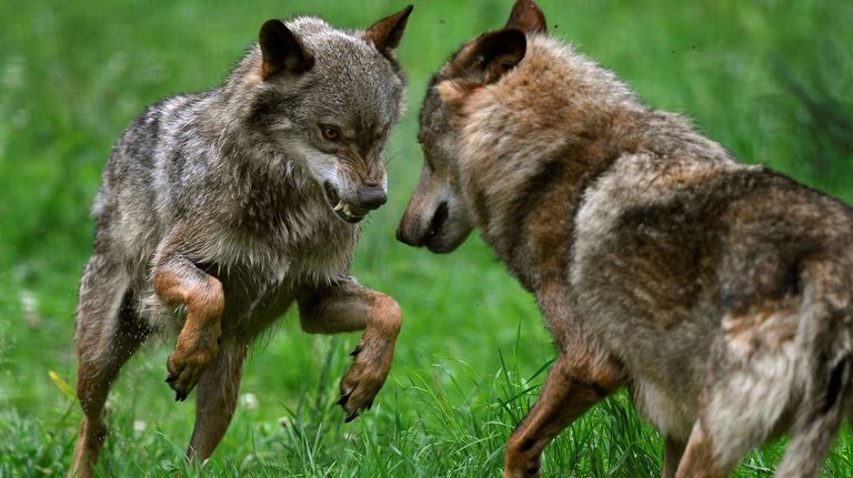 Asturias recurrirá la inclusión del lobo en el listado de especies ...
