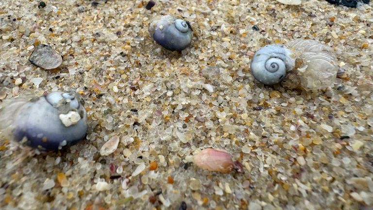Después de los «veleiriños», llegan a las playas de Muros los caracoles ...