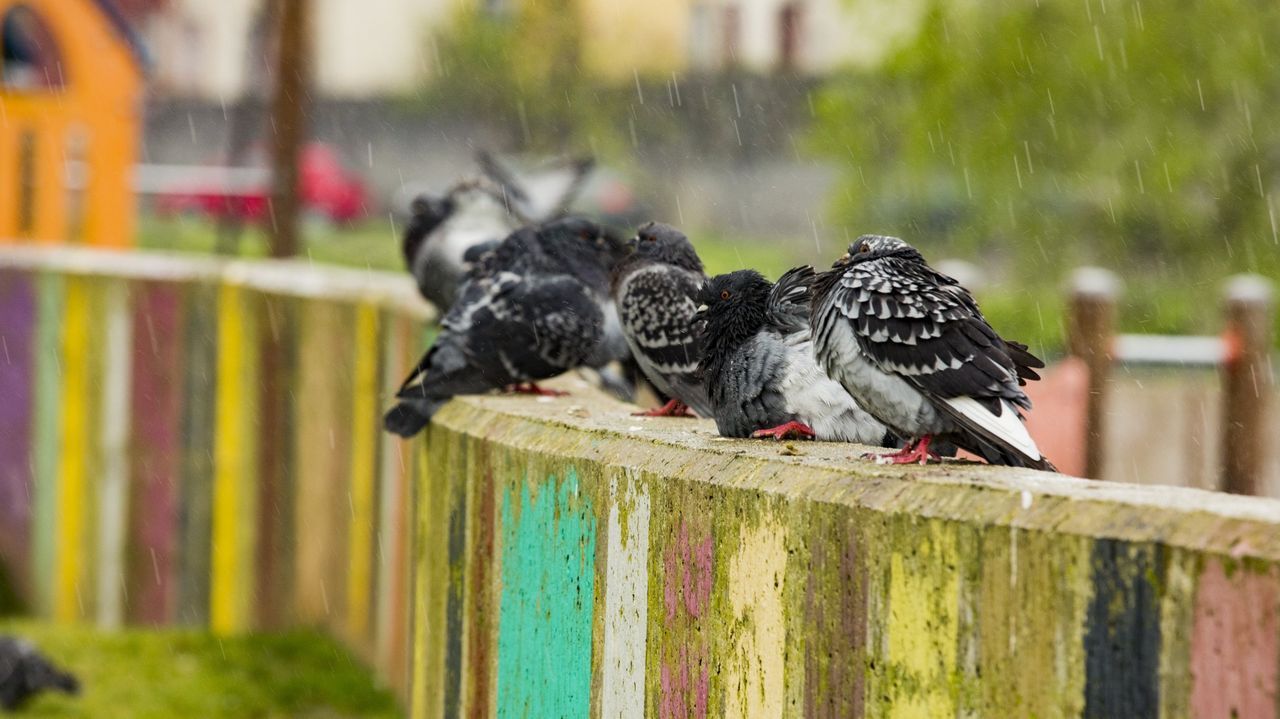¿Por qué las palomas de Galicia tienen más garras que las de Madrid?