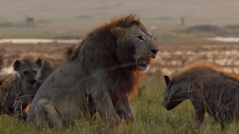 Las impactantes imágenes de un león salvando a otro de morir atacado ...