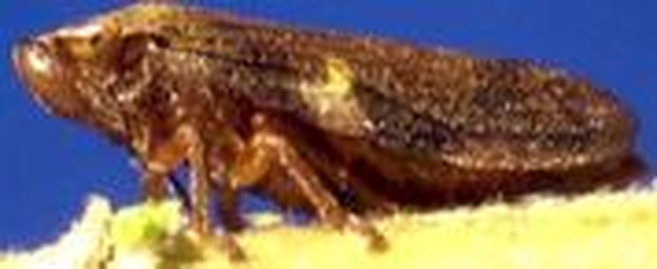 Descubren un insecto capaz de saltar 414 veces su masa corporal