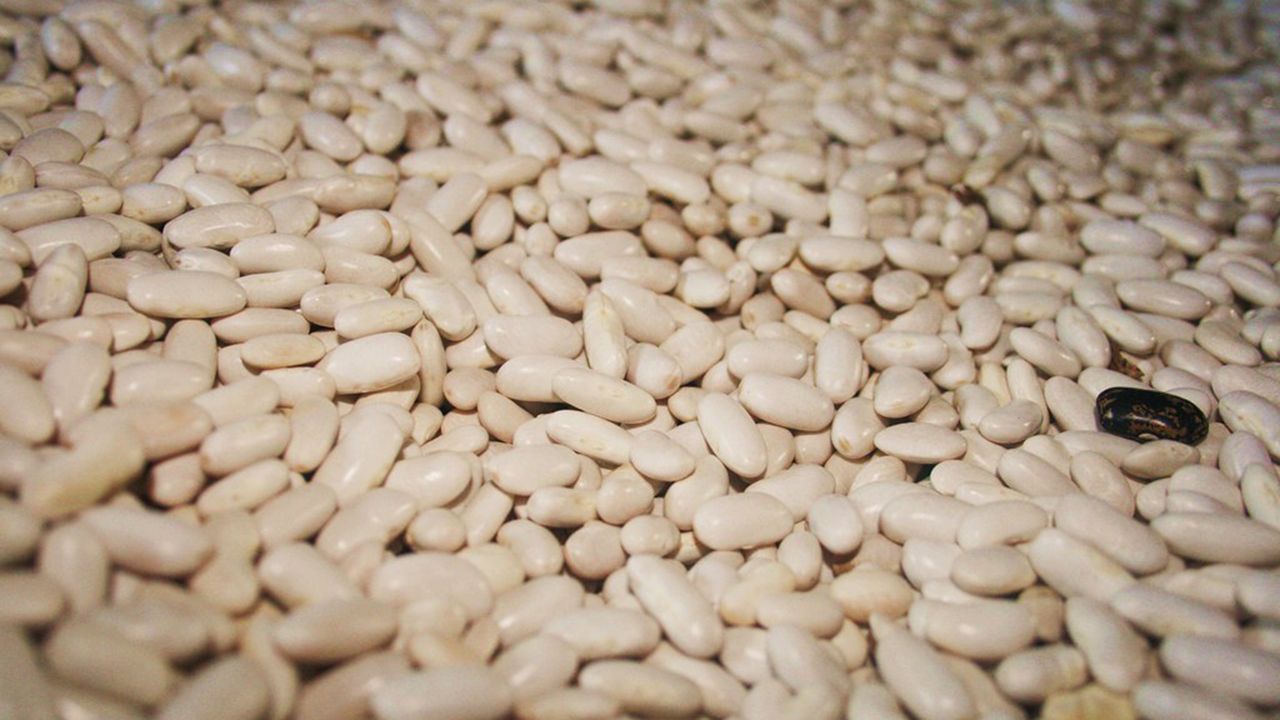 Un estudio europeo explicará cómo conservar la genética de la faba