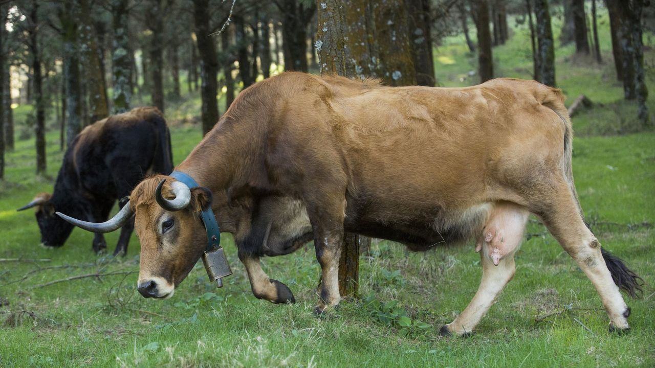 Galicia, la ONU de las vacas