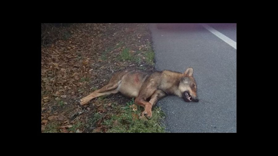 Muere un lobo atropellado en la LU-652, en A Pobra do Brollón