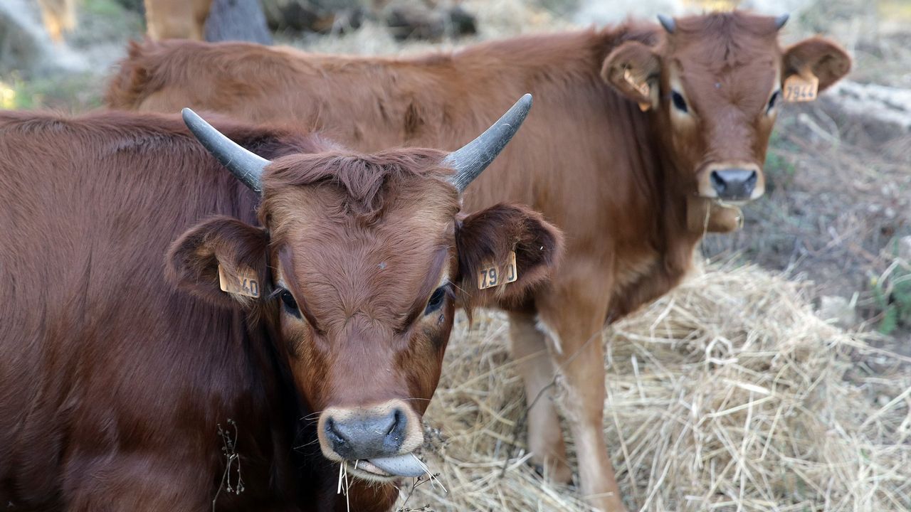 O Grove prepara el menú para la Festa da Vaca Cachena