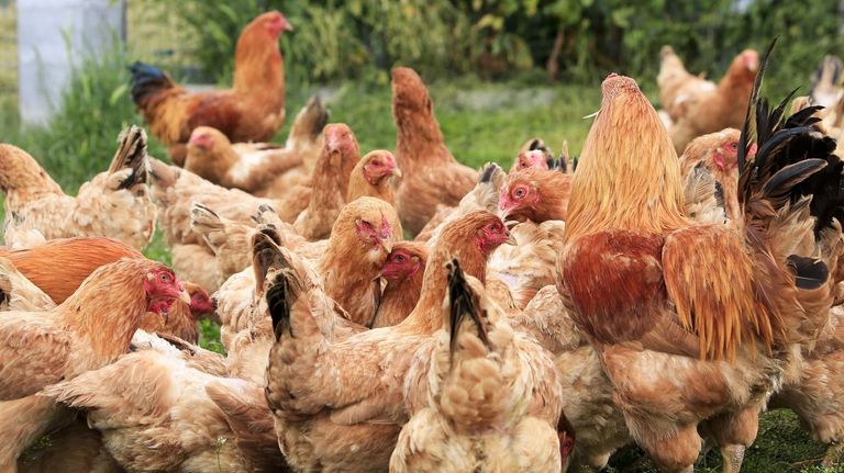 ¿Por qué es tan importante conservar las razas autóctonas?