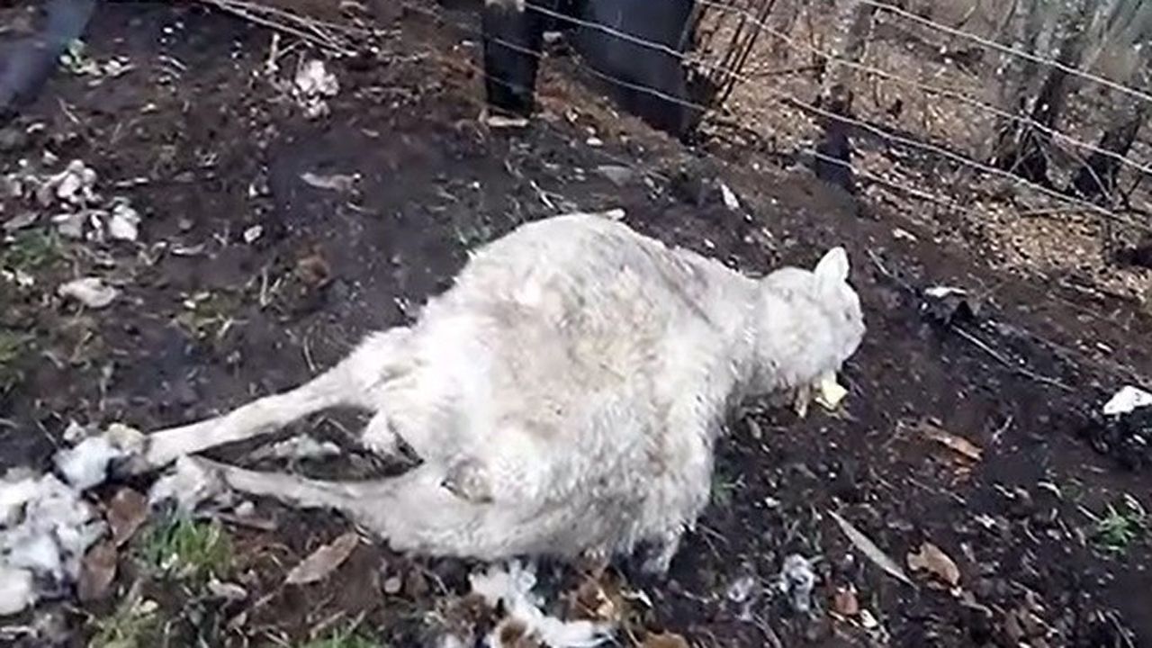 Ocho ovejas muertas por el lobo en Allande
