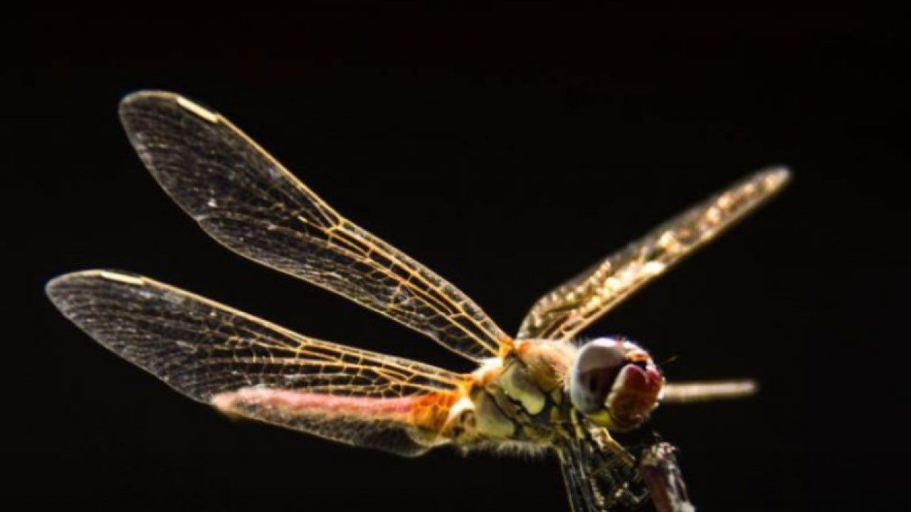 Una docuserie de National Geographic sigue las aventuras en miniatura ...