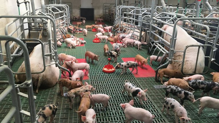 Mejoras en las condiciones para las explotaciones de cerdo en intensivo