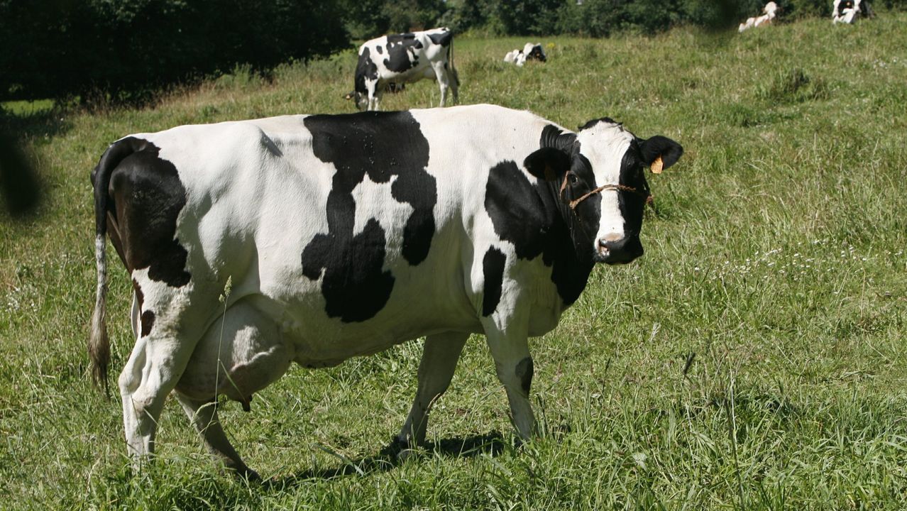 Galicia, la ONU de las vacas