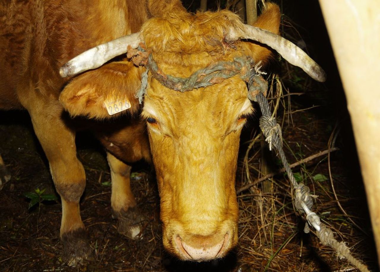 El Seprona rescata a 15 vacas desatendidas en varios prados y una ...
