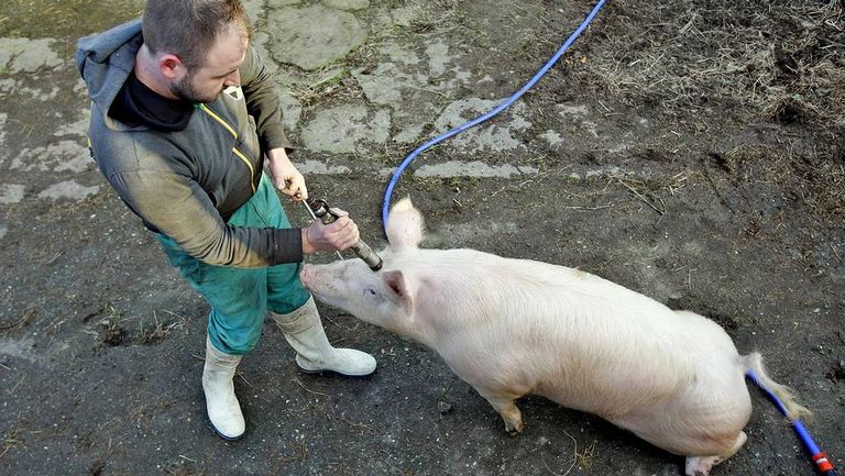 Matanza do porco nunha aldea de Dodro
