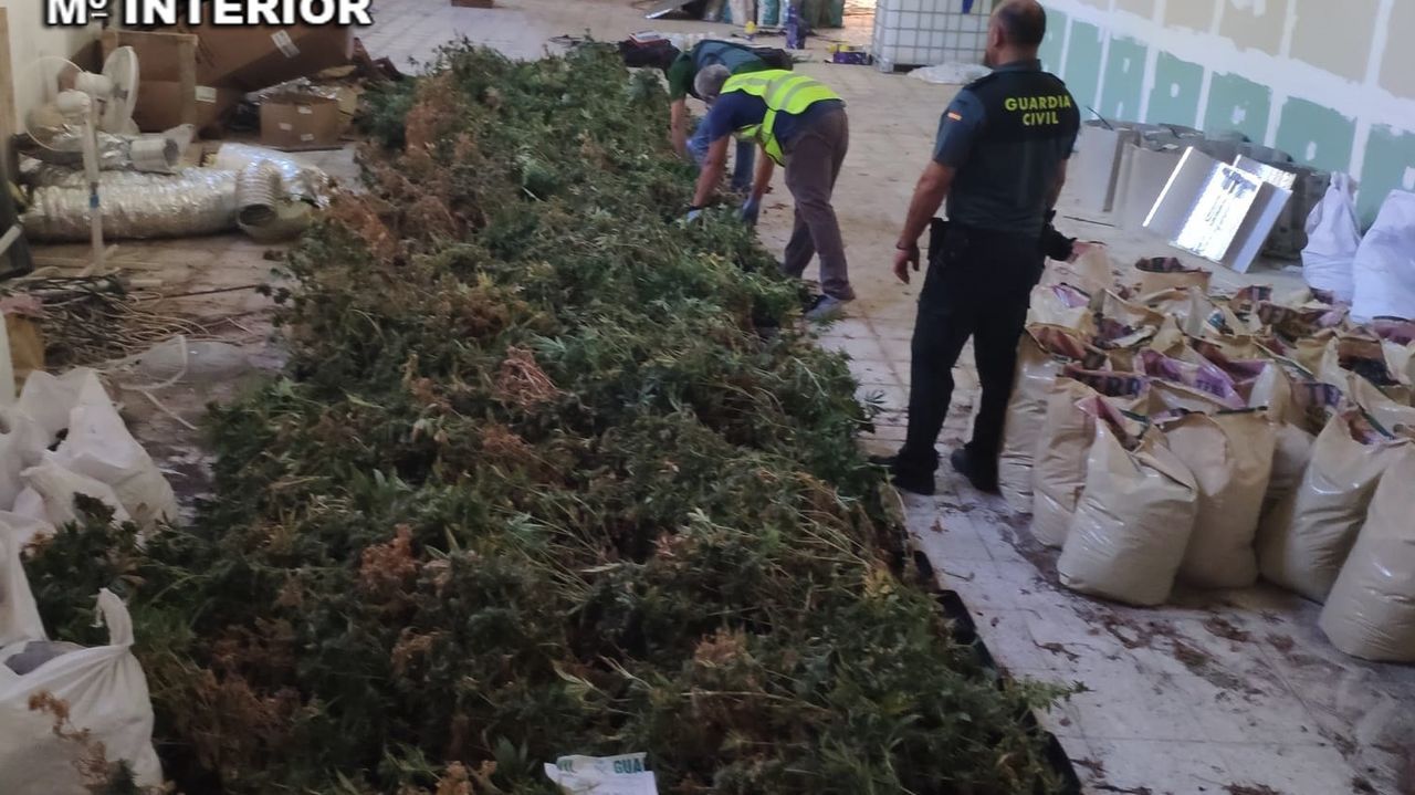 Desmantelan en una nave industrial de Mos una plantación de marihuana enganchada a la luz ...