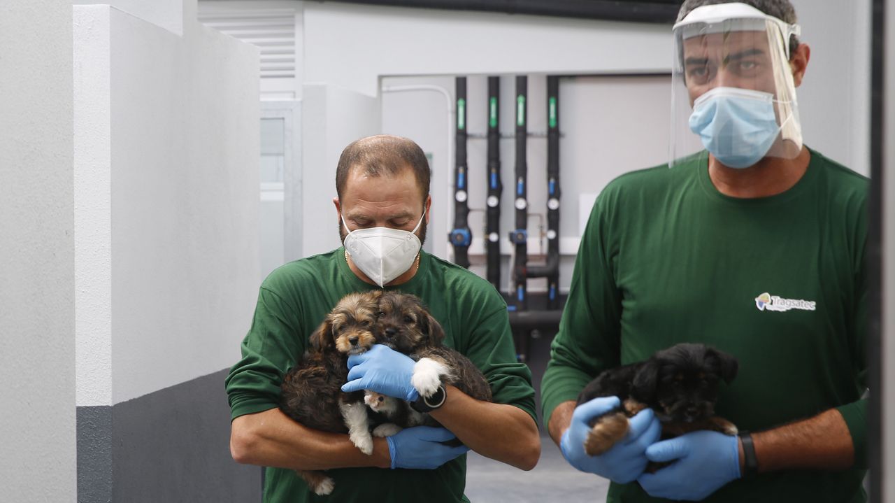 Vigo es la ciudad que más perros adopta del centro de acogida provincial
