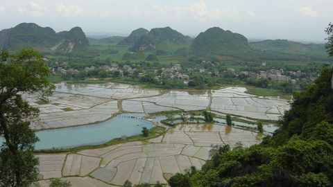 Resuelto el misterio del «Gigantopithecus», el simio gigante de más de ...