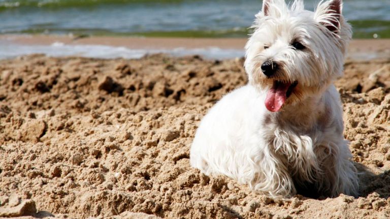Custodia compartida para el perro Cachas, que vivirá seis meses con ...