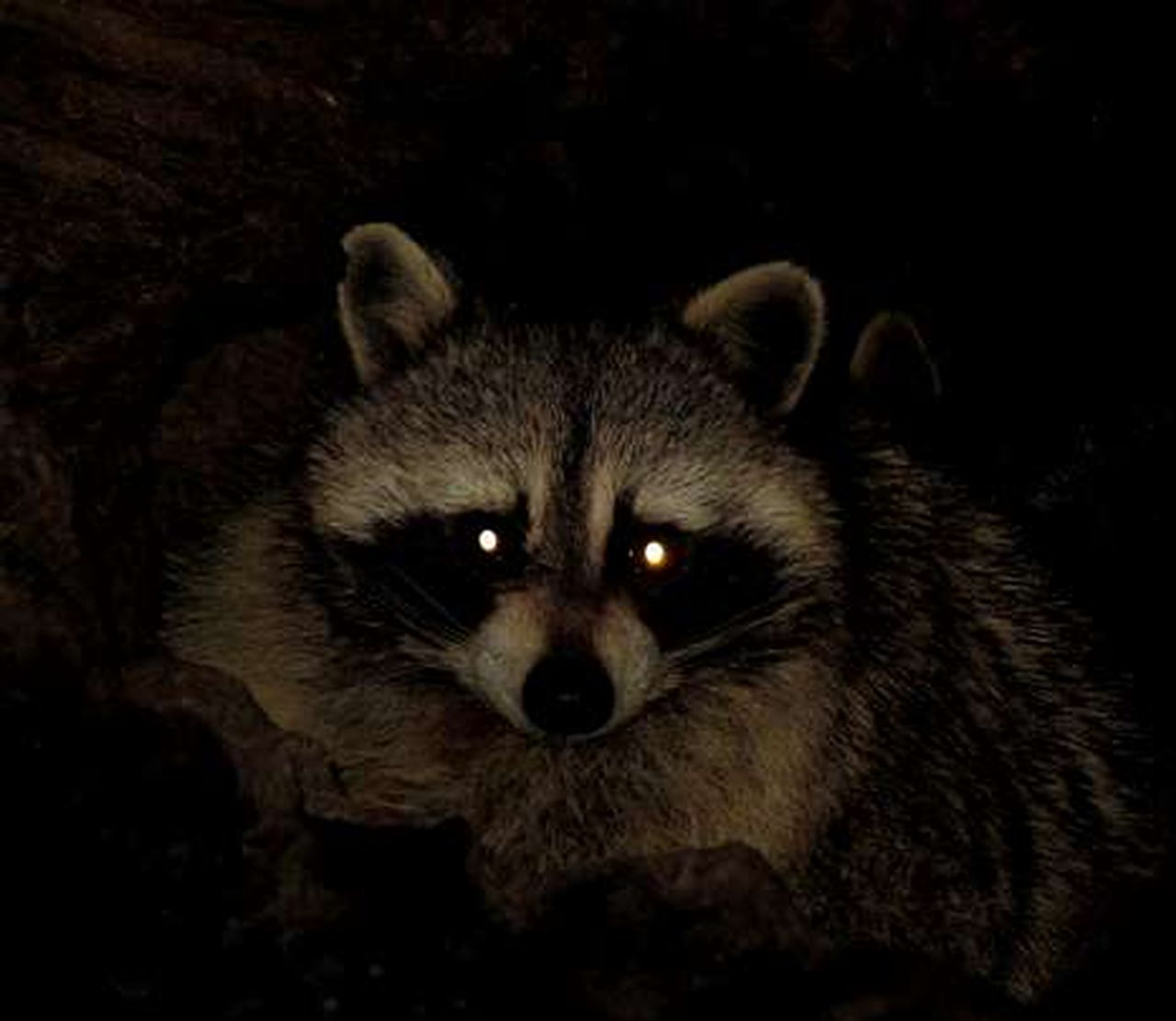 La Xunta caza más de 30 mapaches para frenar una plaga en el Miño