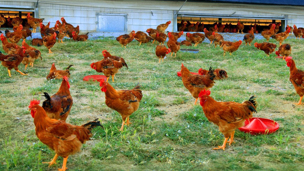 Más de 100 familias de la provincia crían los pollos camperos de Coren