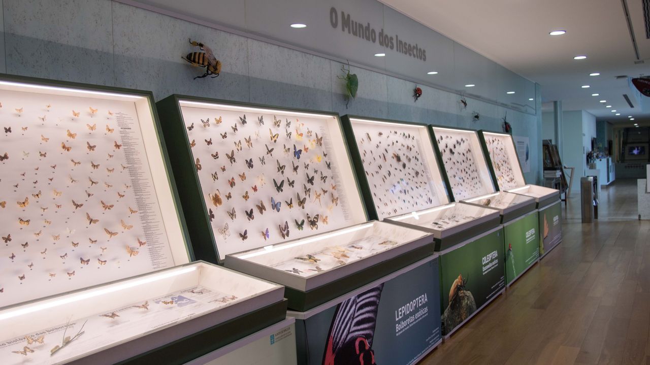 El Museo de Historia Natural de Santiago exhibe «O mundo dos insectos ...