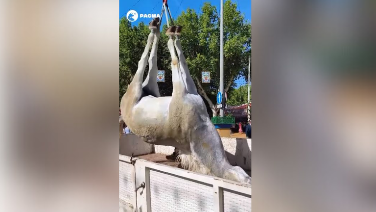 Primer caballo muerto en la Feria de Sevilla tras sufrir un golpe de calor
