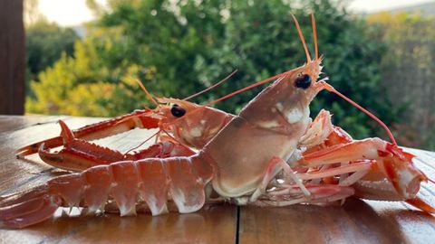 Las cigalas salen de la plancha: probamos los canelones de cigalas en ...