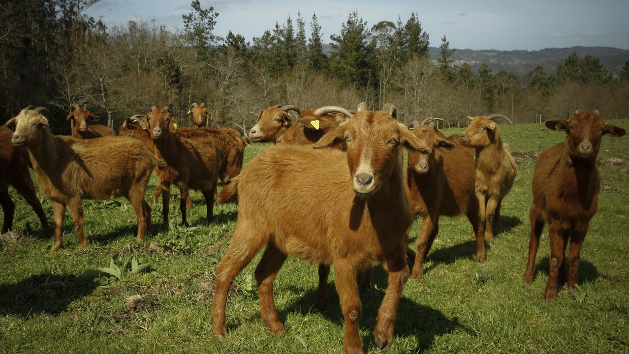 Cabras y ovejas se alistan como agentes forestales para limpiar el monte