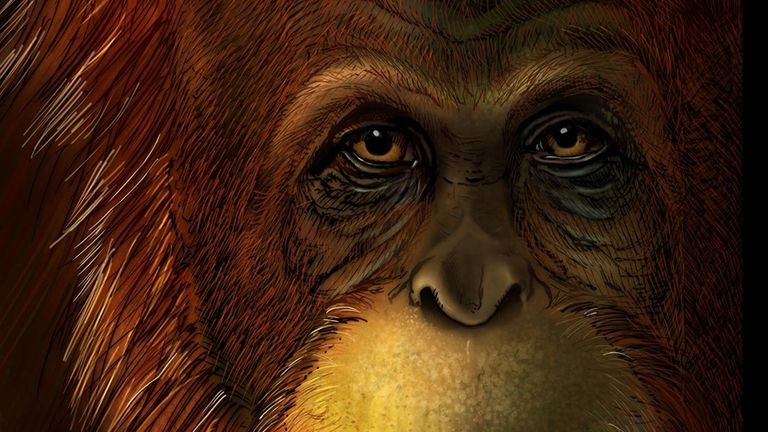 Resuelto el misterio del «Gigantopithecus», el simio gigante de más de ...