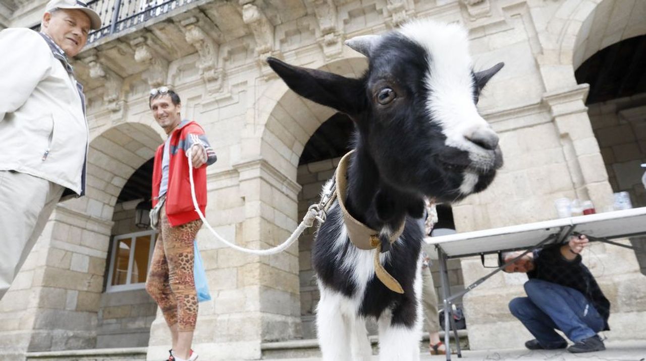 Coco, el cabrito africano que pasea feliz por las calles del centro de Lugo