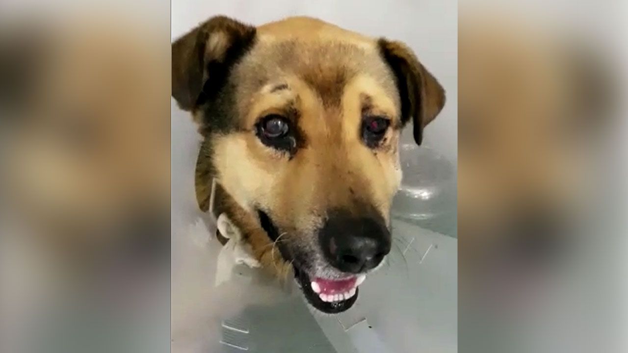 La sonrisa de Nicolás, el perro abandonado en la basura tras una paliza