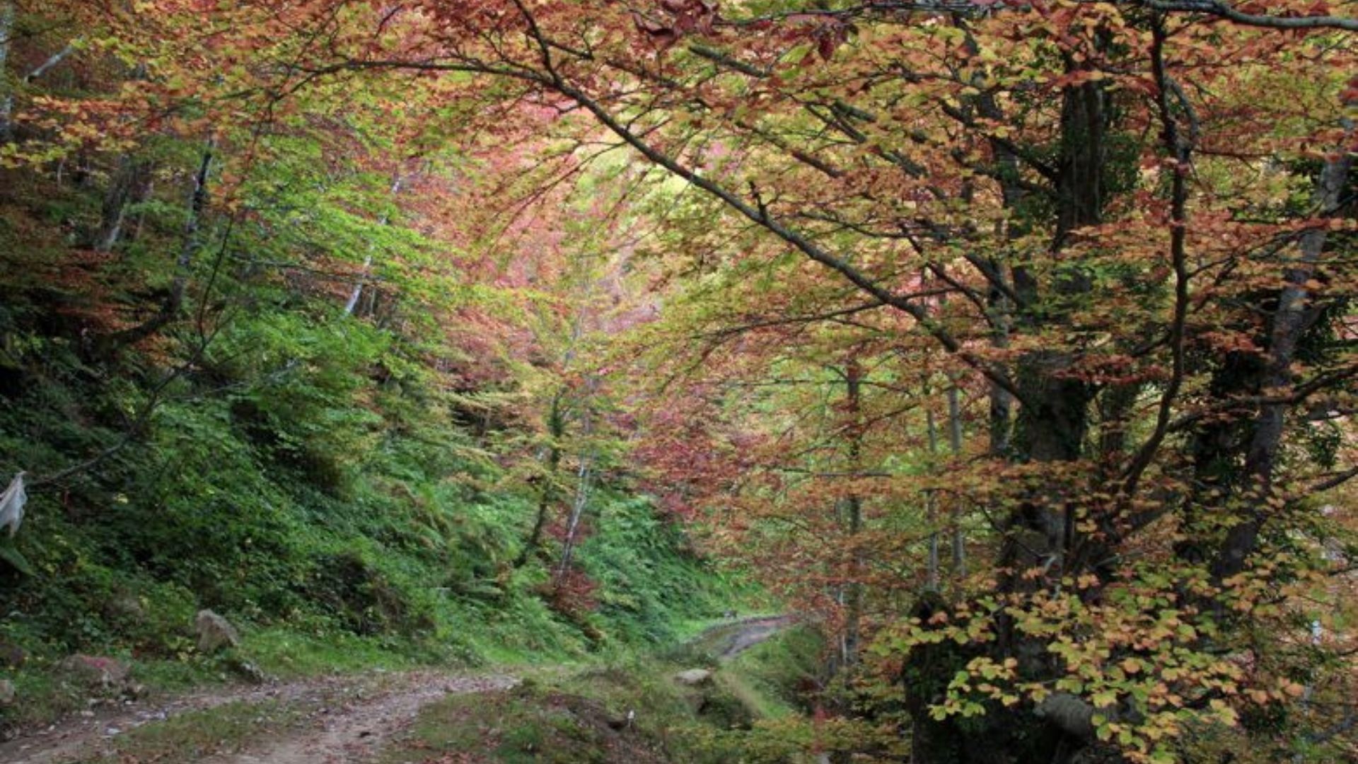 Cinco rutas prodigiosas por el otoño de los bosques asturianos