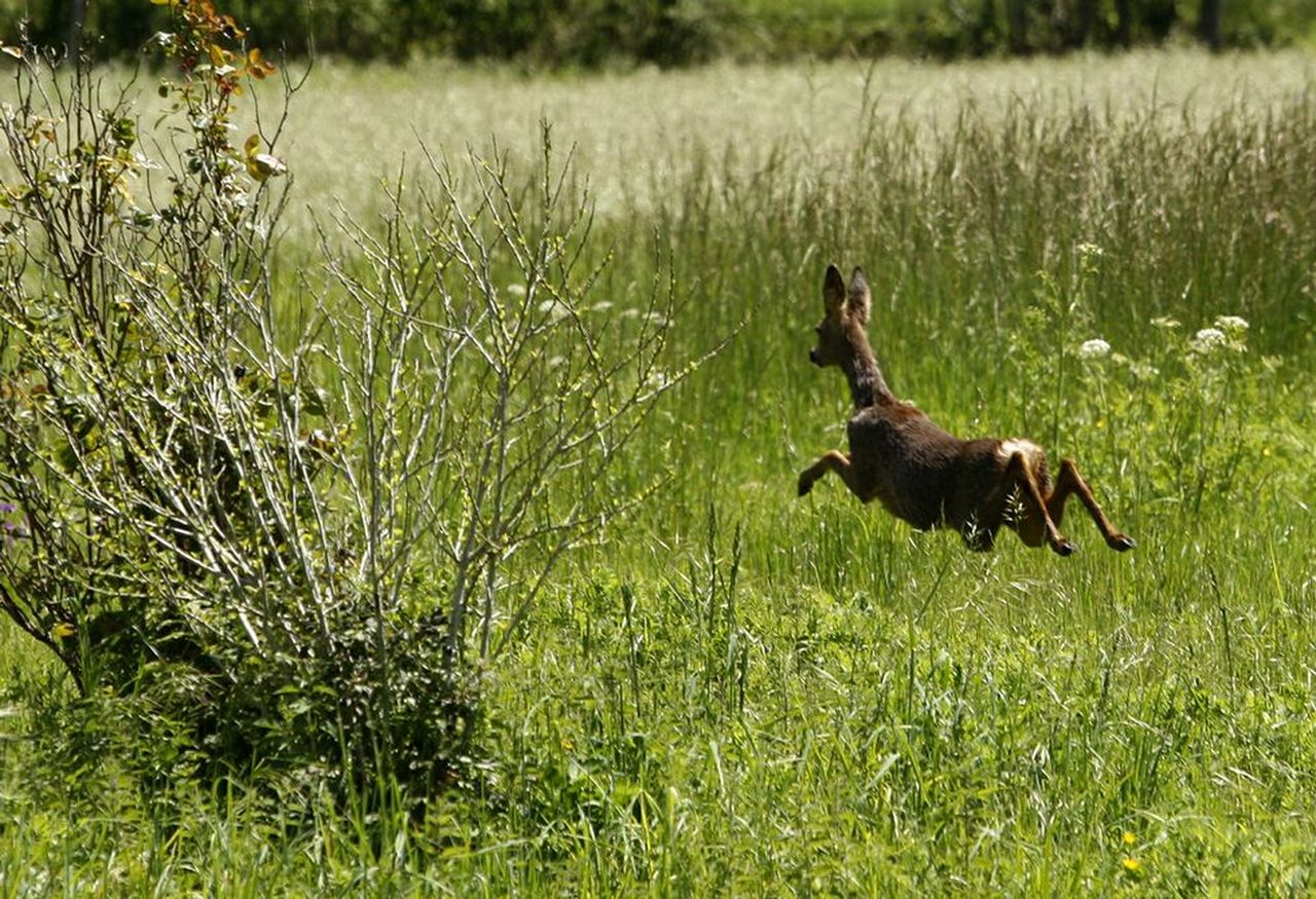 Los saltos de una corza en A Áspera