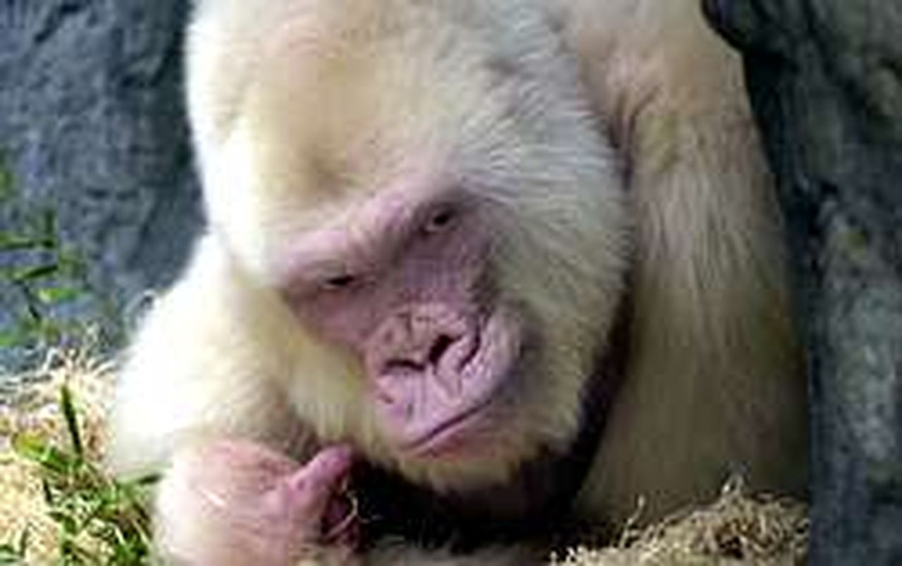 «Copito de Nieve» vive sus últimos días y podría morir antes de Navidad