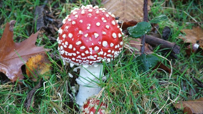 La fiebre por las setas pone en peligro a otras especies