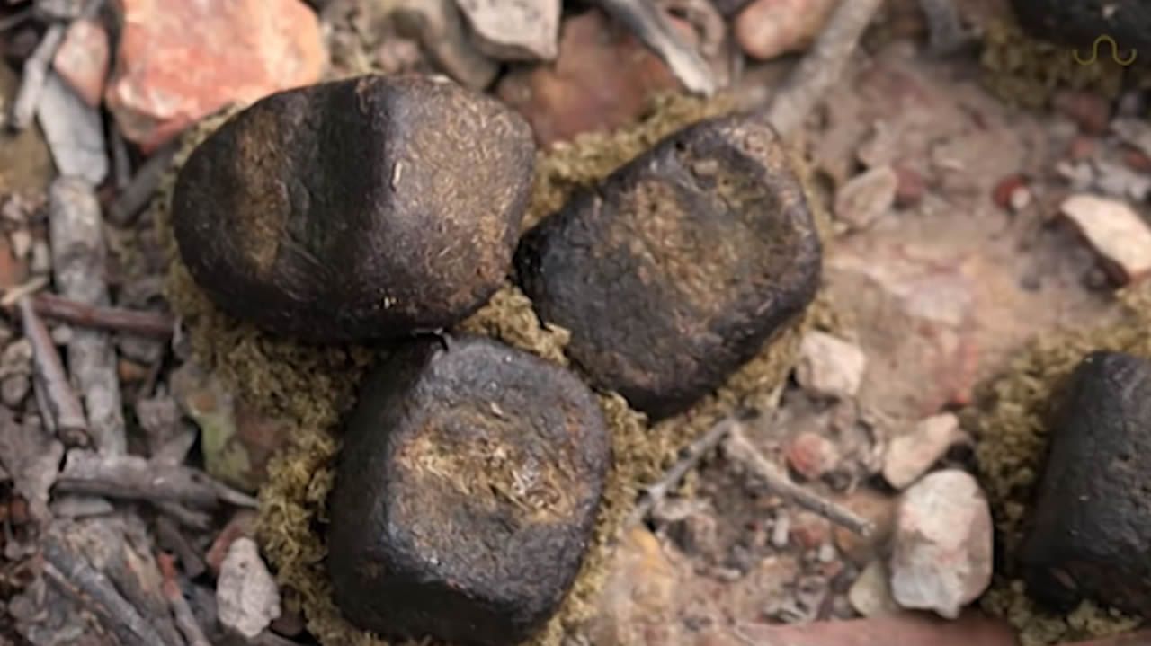Desvelado el misterio de las heces en forma de cubo de los wombats