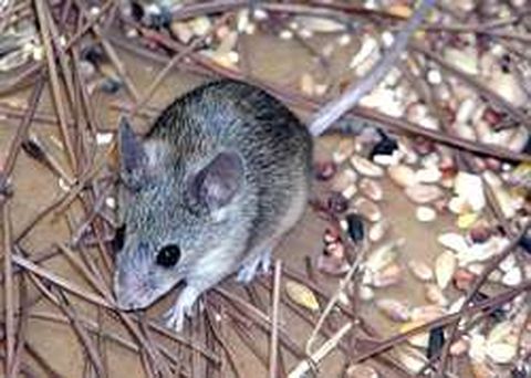 Descubren en Chipre una especie nueva de ratón de origen prehistórico