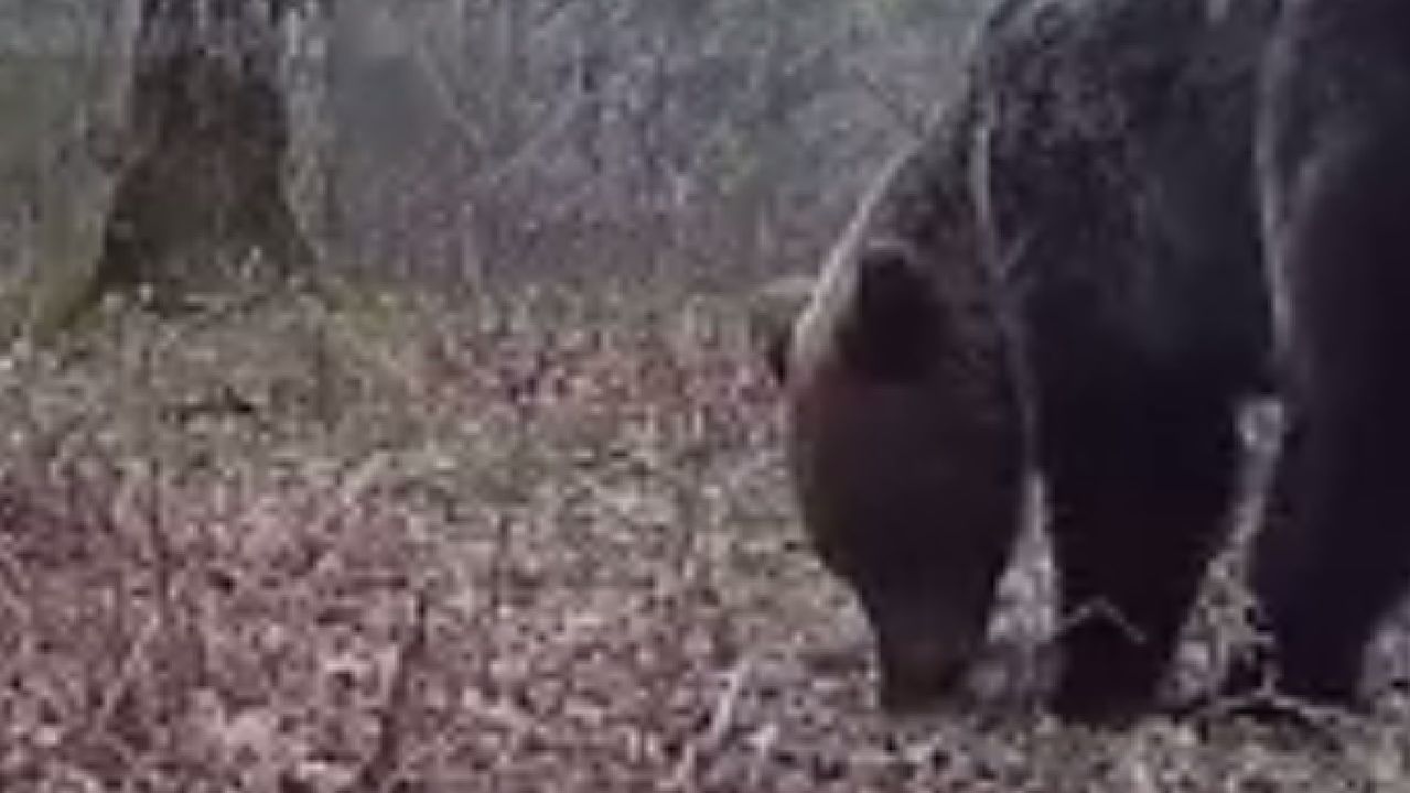 El «oso loco» que atemoriza Redes