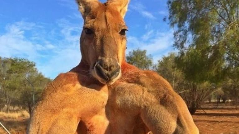 Muere Roger, el canguro culturista