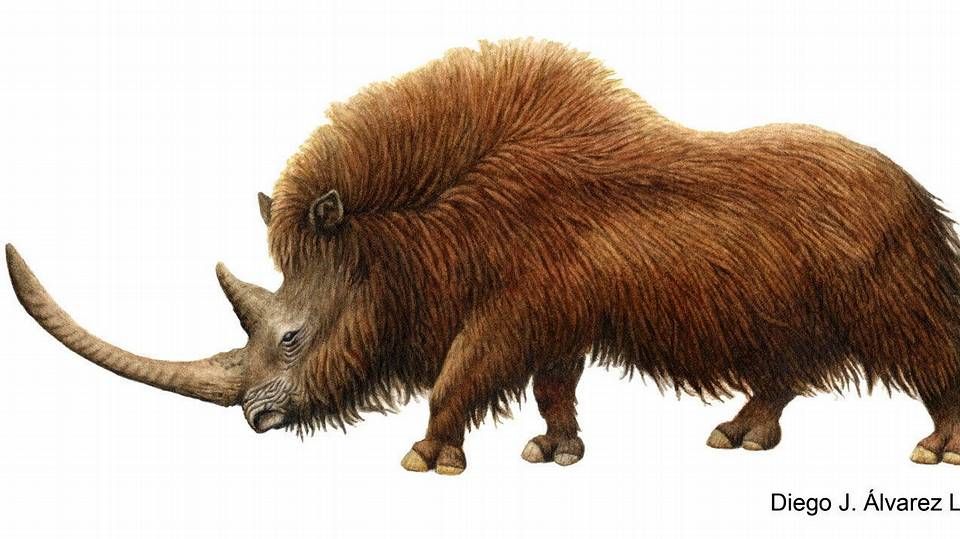 Mamut, oso cavernario o leopardo: la dieta del hombre prehistórico ...