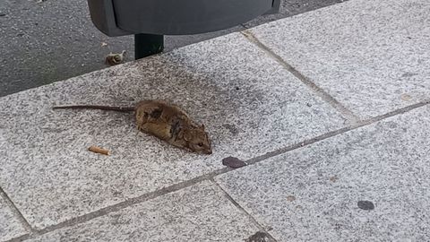 Aparece una rata muerta en la plaza de Lugo, en A Coruña