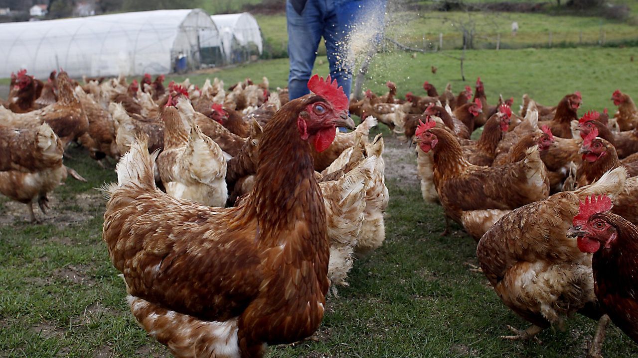 Una nueva norma permitirá instalar paneles solares en corrales de gallinas ponedoras de huevos ...