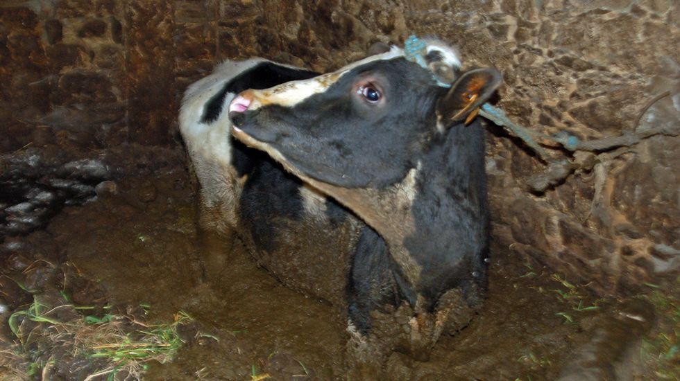 El ganadero que dejó morir 40 vacas: «Por desgraza, non vou ser o último»