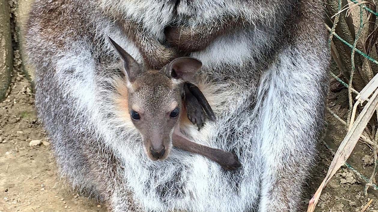 Nacen en el zoo de Oviedo dos crías de canguro