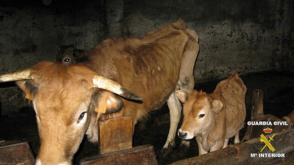 29 vacas desnutridas, encerradas en la cuadra y rodeadas de estiercol