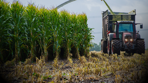 La Importancia vital del Seguro para el Maíz Forrajero