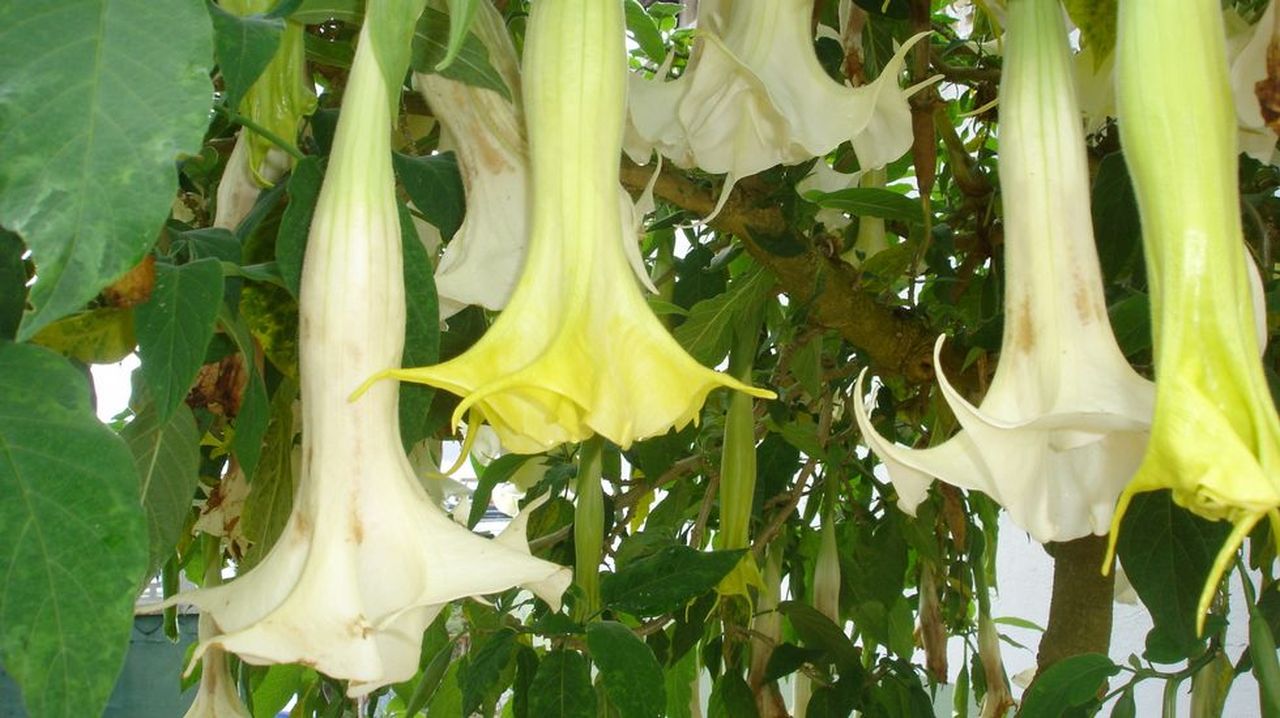 La burundanga, una droga muy peligrosa, pero no muy habitual