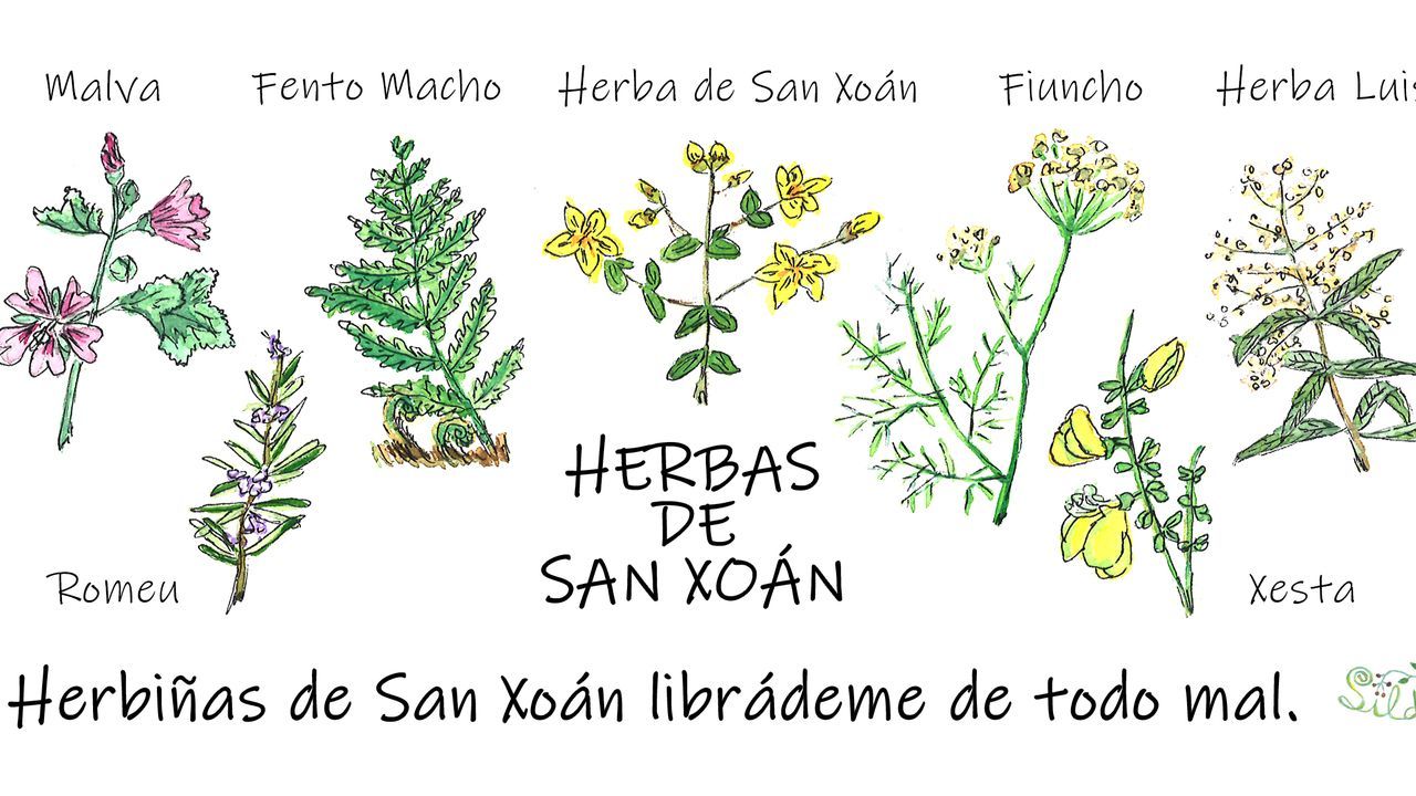 Las siete hierbas imprescindibles para que San Xoán haga su magia