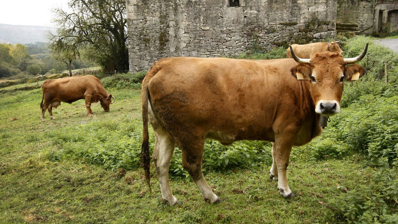 Galicia, la ONU de las vacas
