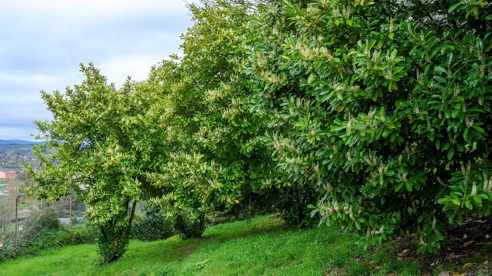 Laureles en flor en el conjunto monumental