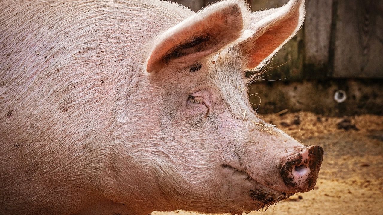 China cría cerdos gigantes del tamaño de «osos polares» ante la escasez ...